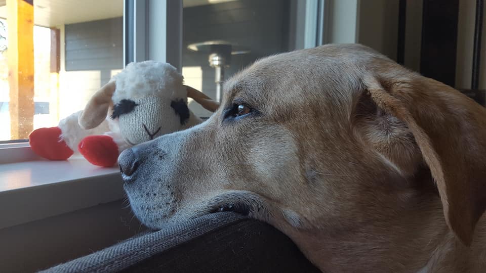 About Fresh Fetch - Our Story, Our Dedication, & Our Team